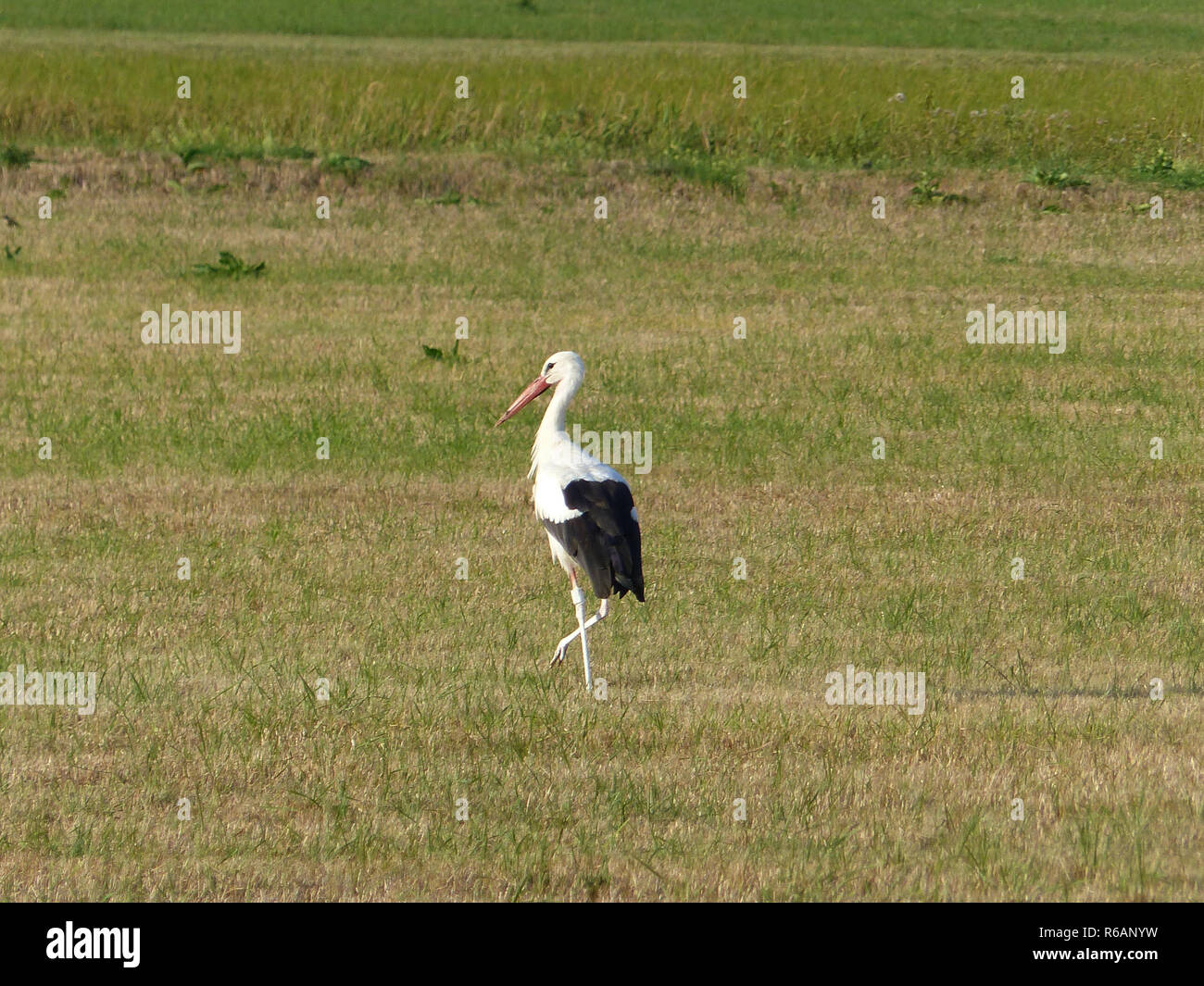 Stork walking on grassland hi-res stock photography and images - Alamy