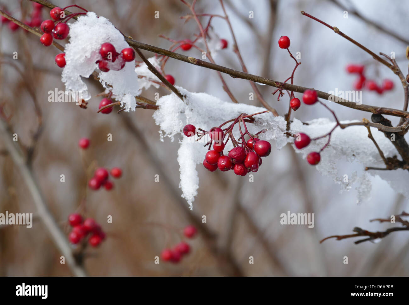 Snow On Common Snowball Plant, Viburnum Opulus Infructescence, Red ...