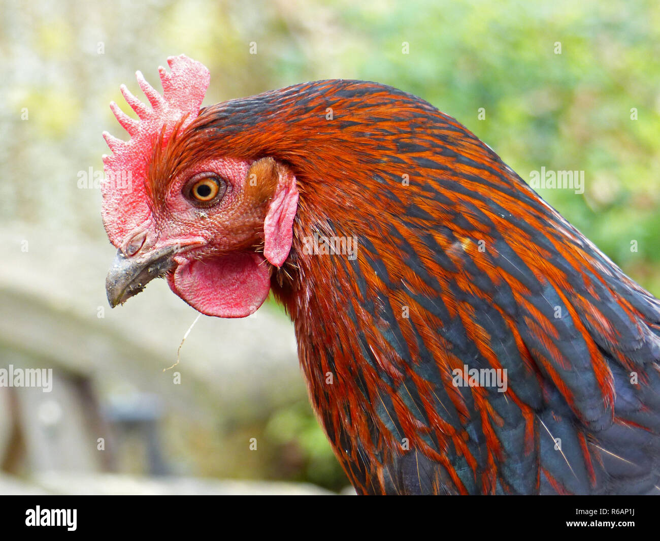 Happy freeranged hen hi-res stock photography and images - Alamy
