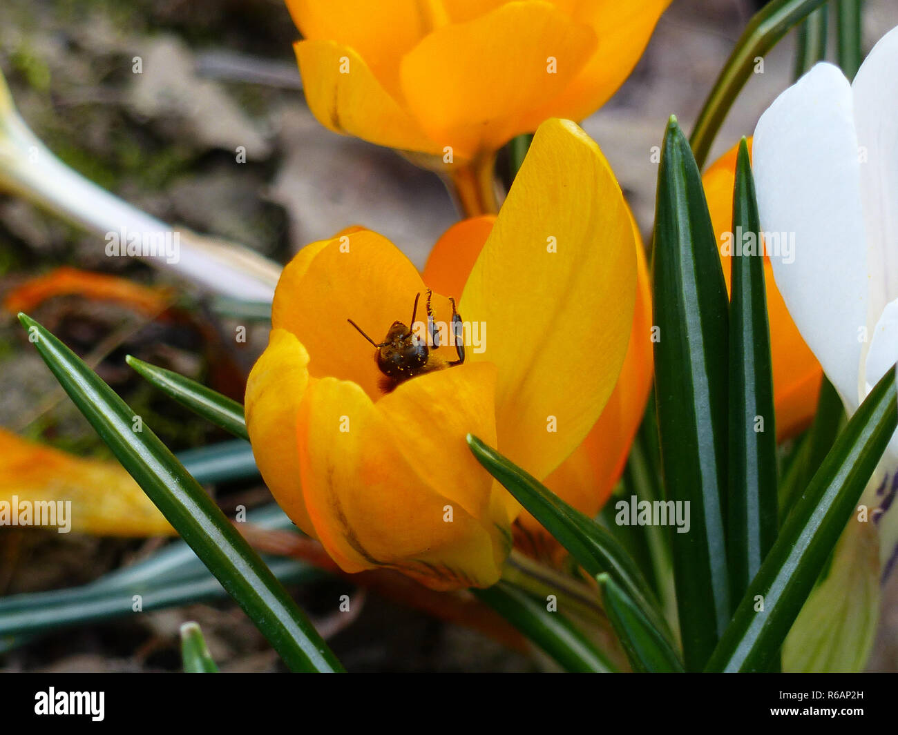Nectar seeking bee hi-res stock photography and images - Alamy