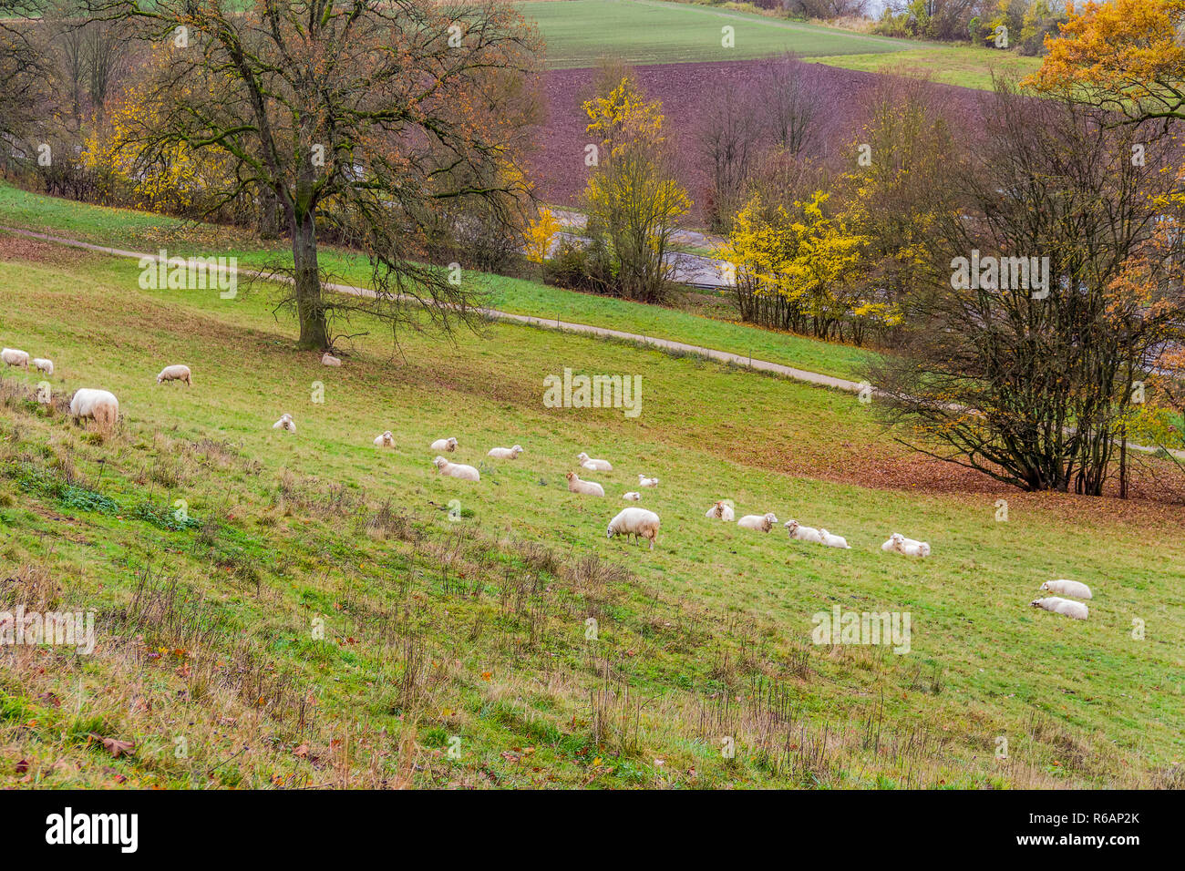 Germany sheep aerial hi-res stock photography and images - Alamy