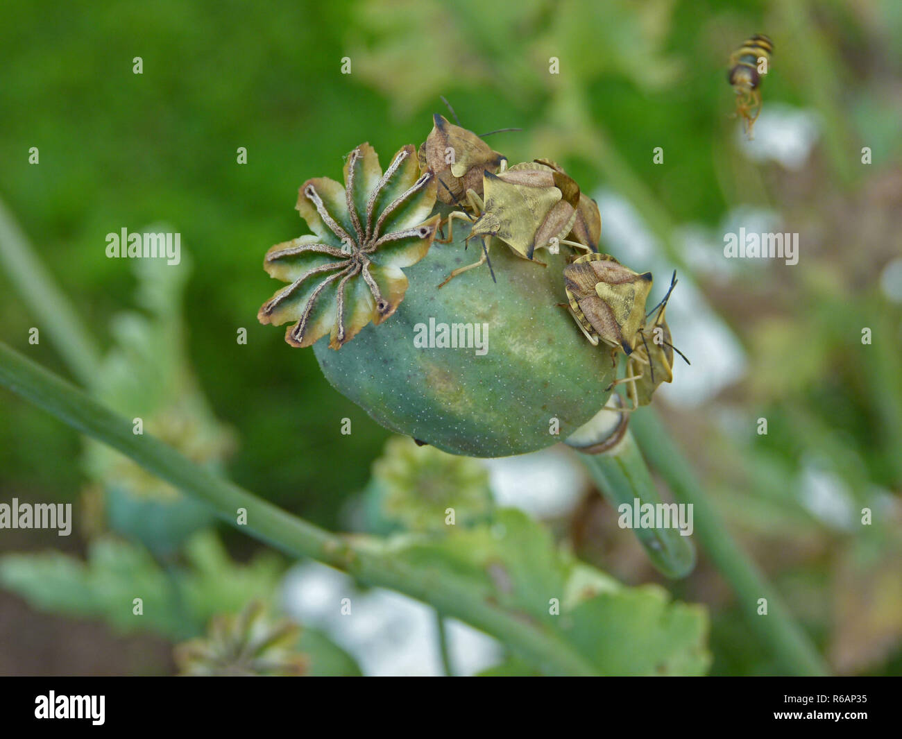 Green Stink Bugs On A Green Poppy Capsule And One Flying Hoverfly Stock ...