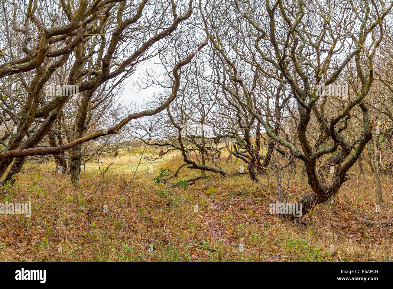 coastal forest scenery Stock Photo - Alamy