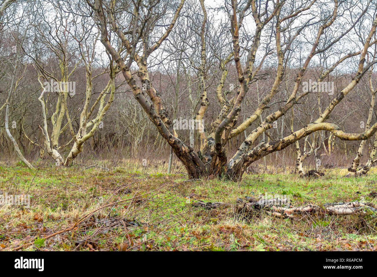 coastal forest scenery Stock Photo - Alamy