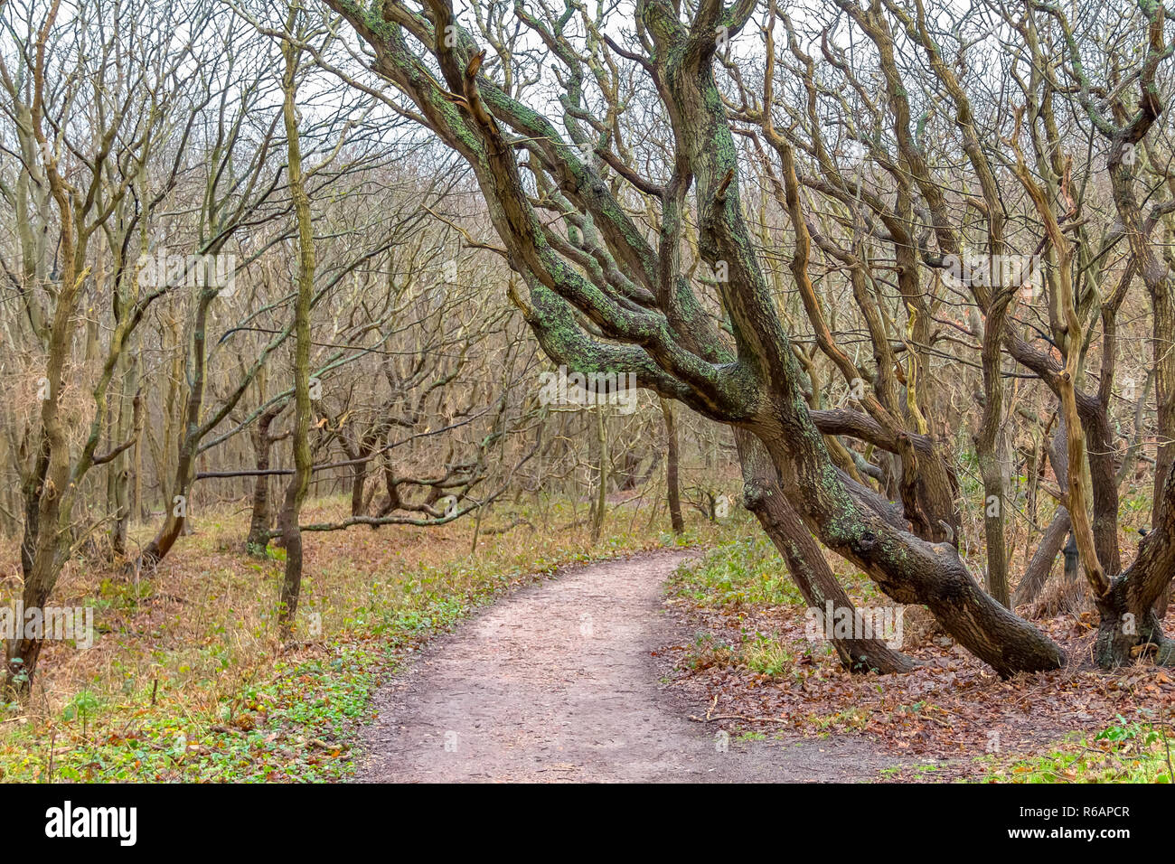 coastal forest scenery Stock Photo - Alamy