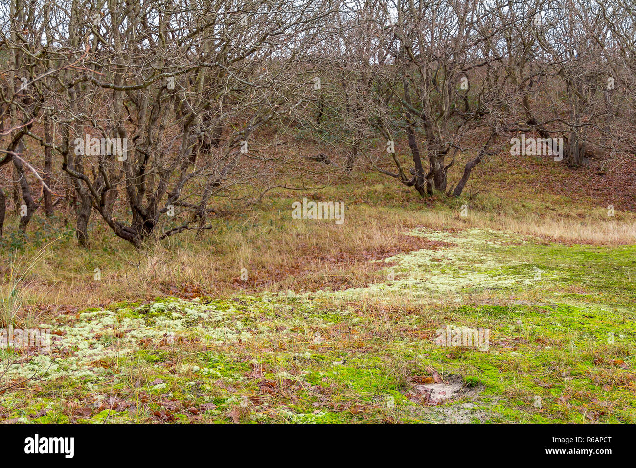 coastal forest scenery Stock Photo - Alamy