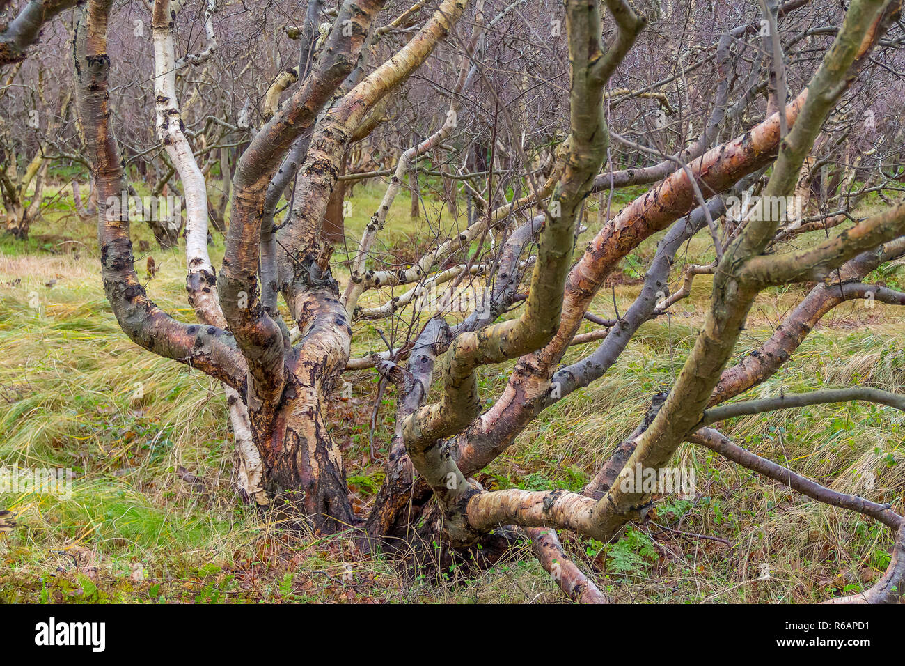 coastal forest scenery Stock Photo - Alamy
