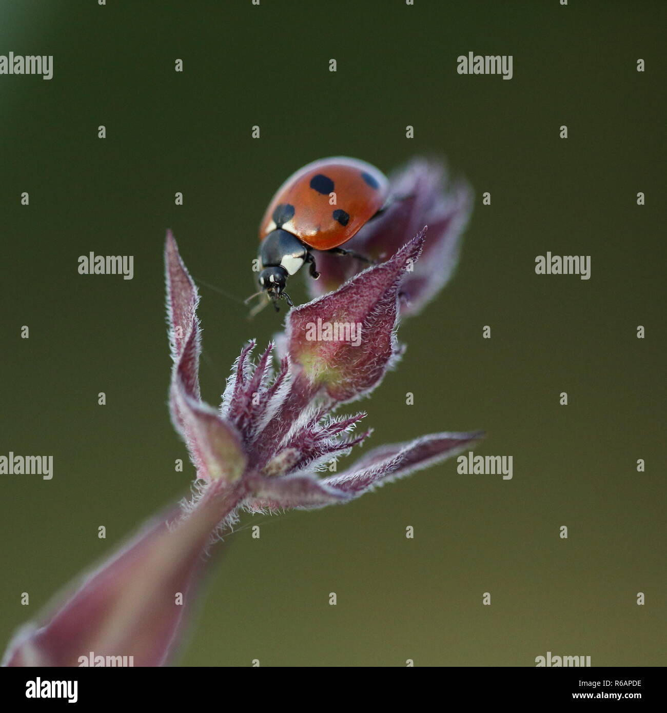 Ladybird resting on a pink flower Stock Photo - Alamy