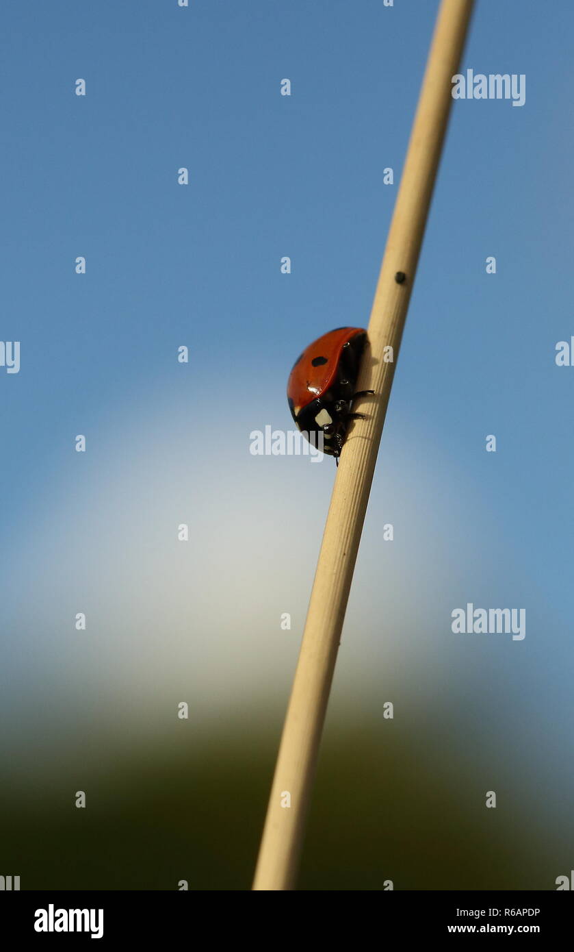 Dead ladybug hi-res stock photography and images - Alamy