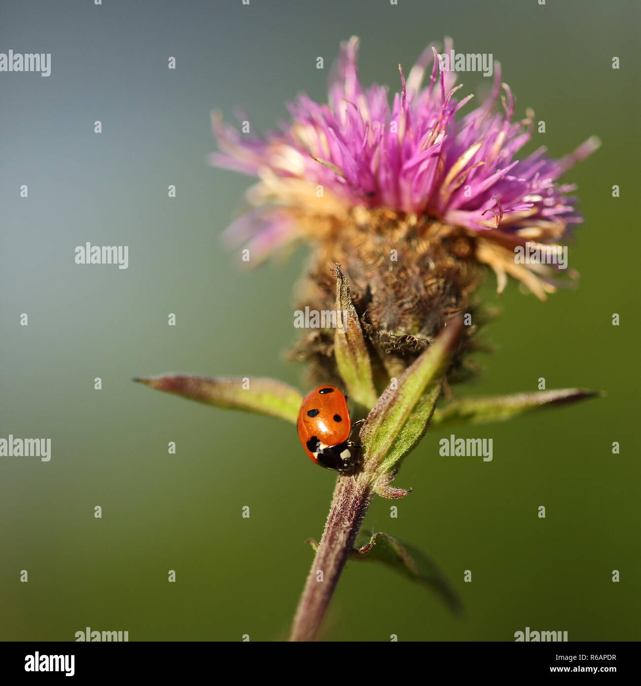 Ladybird close up face hi-res stock photography and images - Alamy