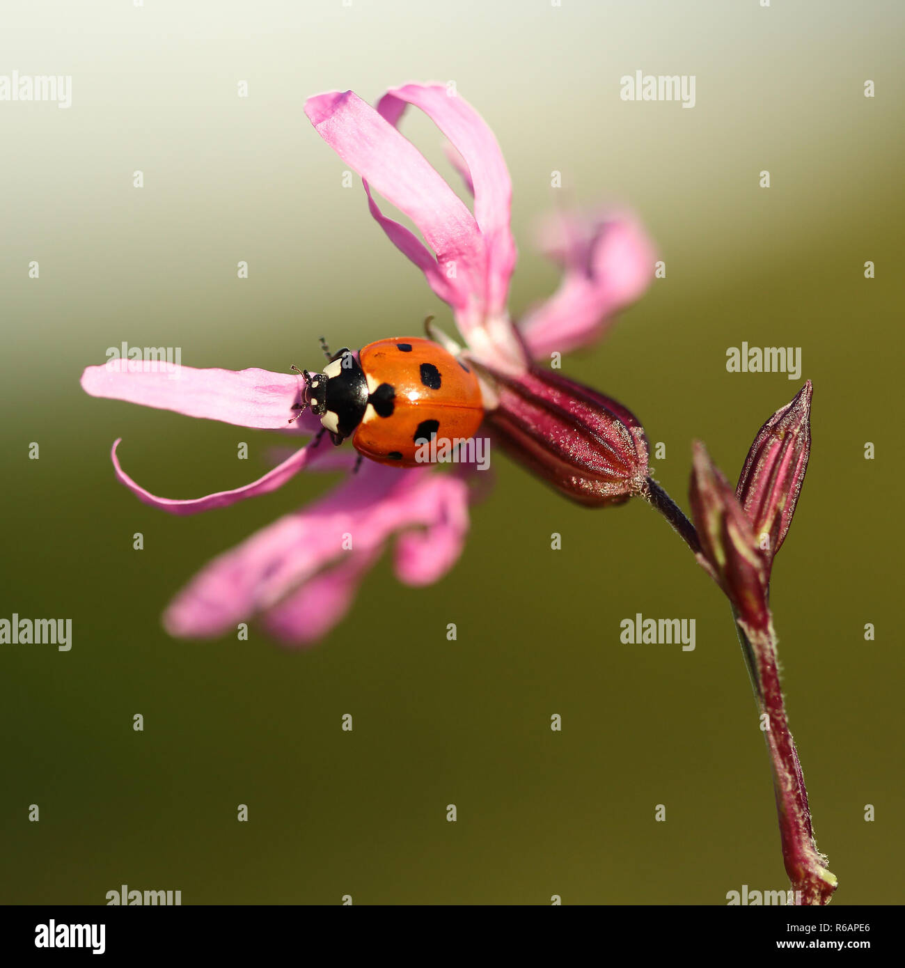 Ladybird close up face hi-res stock photography and images - Alamy