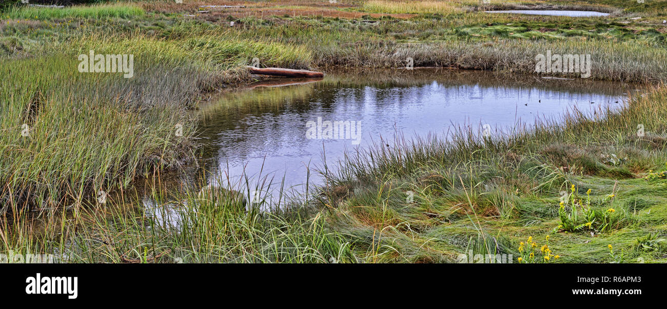 A small salt water pond on Sears Island in Maine surrounded by grasses ...