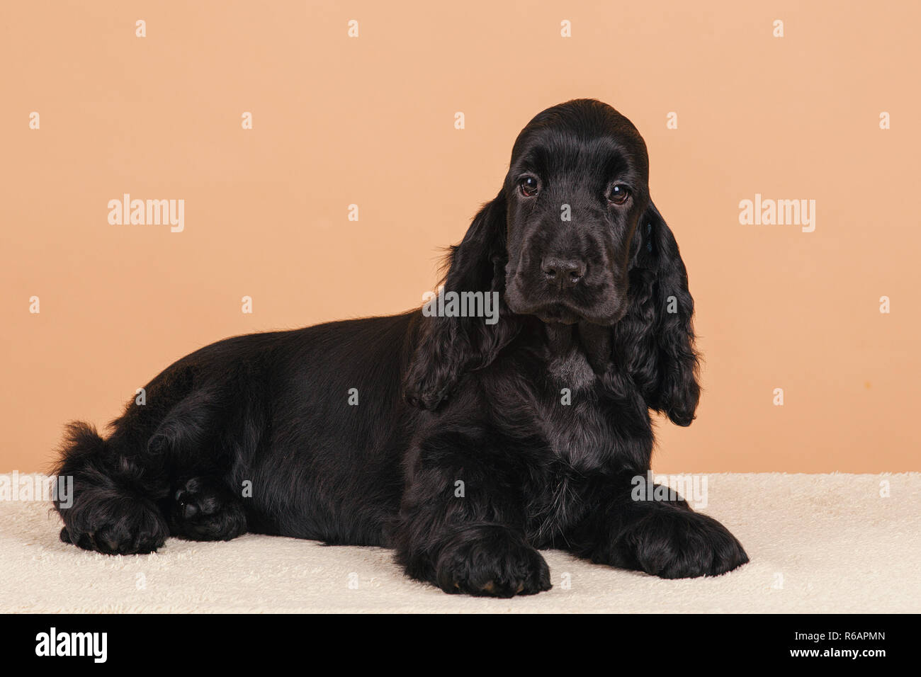 dog english cocker spaniel Stock Photo - Alamy