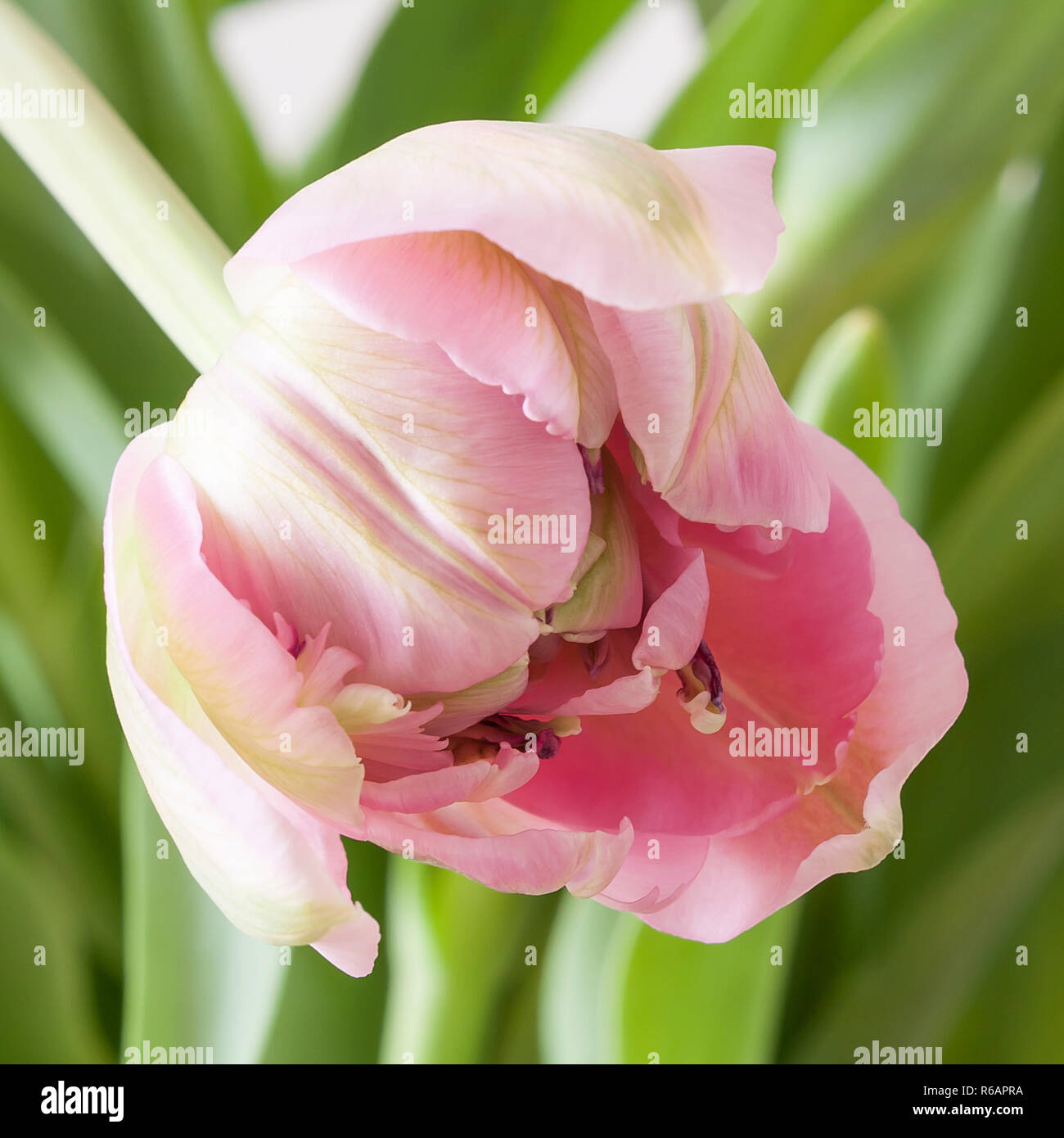 stuffed pink tulip Stock Photo - Alamy