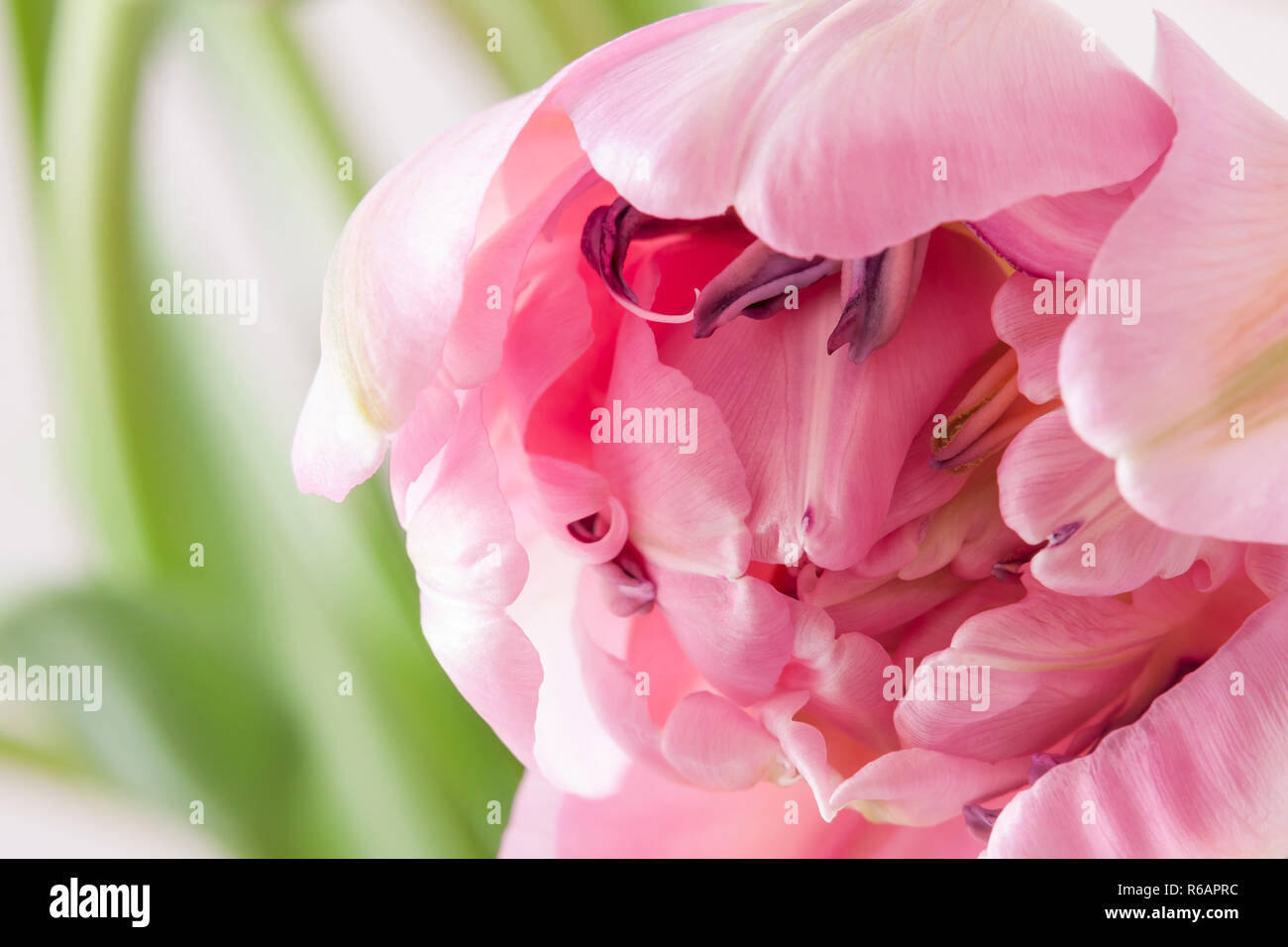 stuffed pink tulip Stock Photo - Alamy