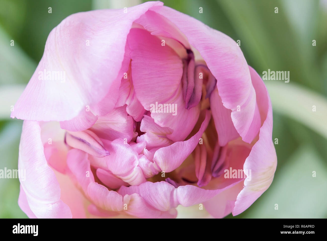 stuffed pink tulip Stock Photo - Alamy