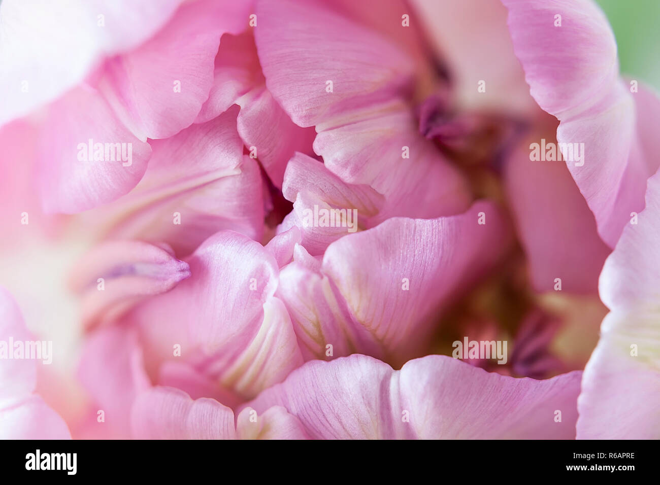 stuffed pink tulip Stock Photo - Alamy