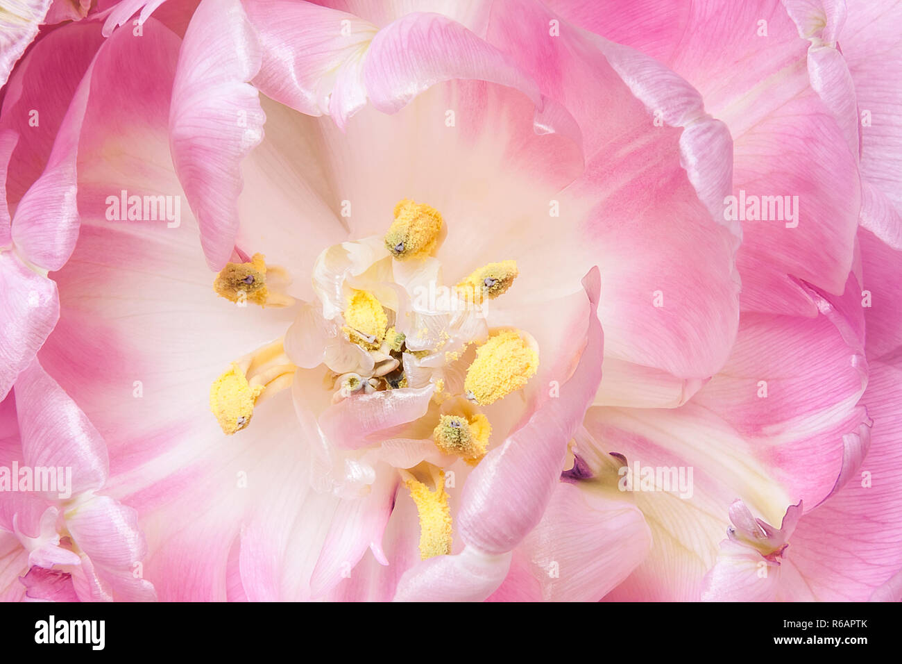 stuffed pink tulip Stock Photo - Alamy