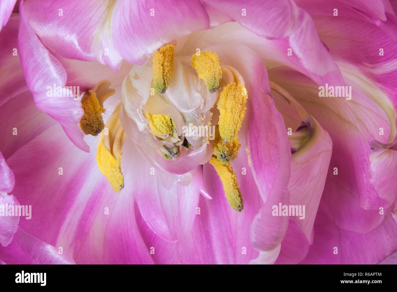 stuffed pink tulip Stock Photo - Alamy