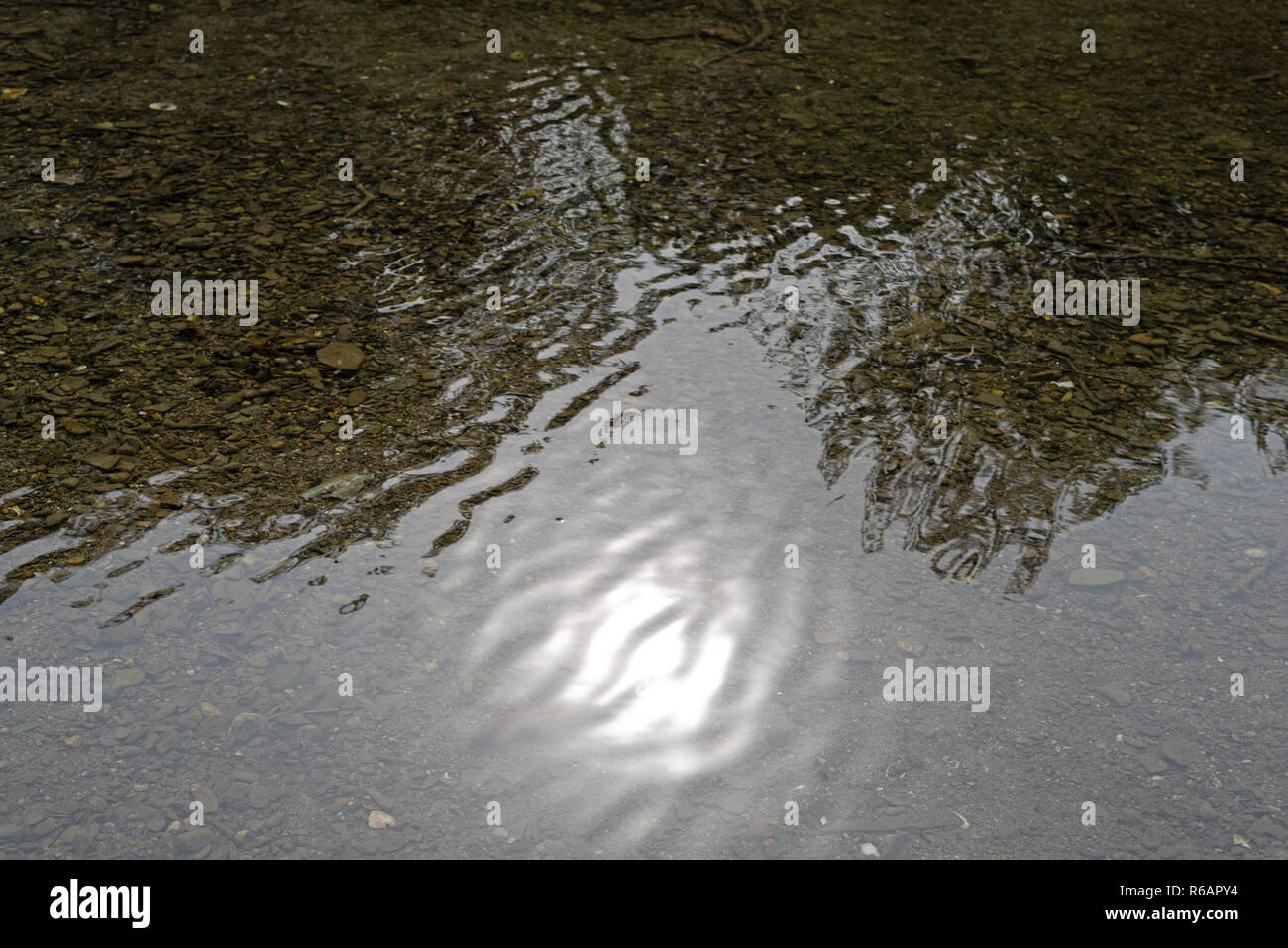 Reflection of the sun and trees on the surface of a shallow pond on an ...