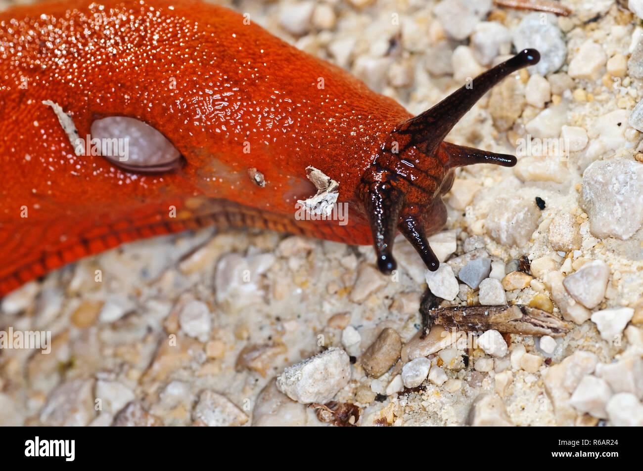 Snail, Arion Rufus Stock Photo - Alamy