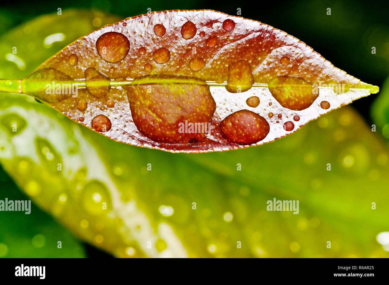 Leaf With Rain-Drops Stock Photo - Alamy