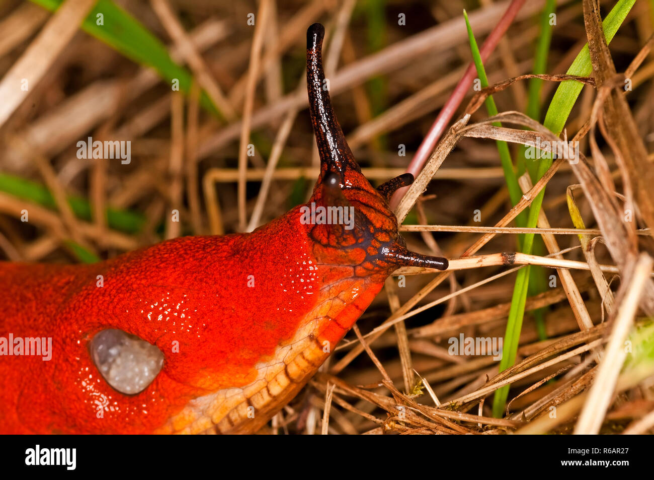 Snail, Arion Rufus Stock Photo - Alamy