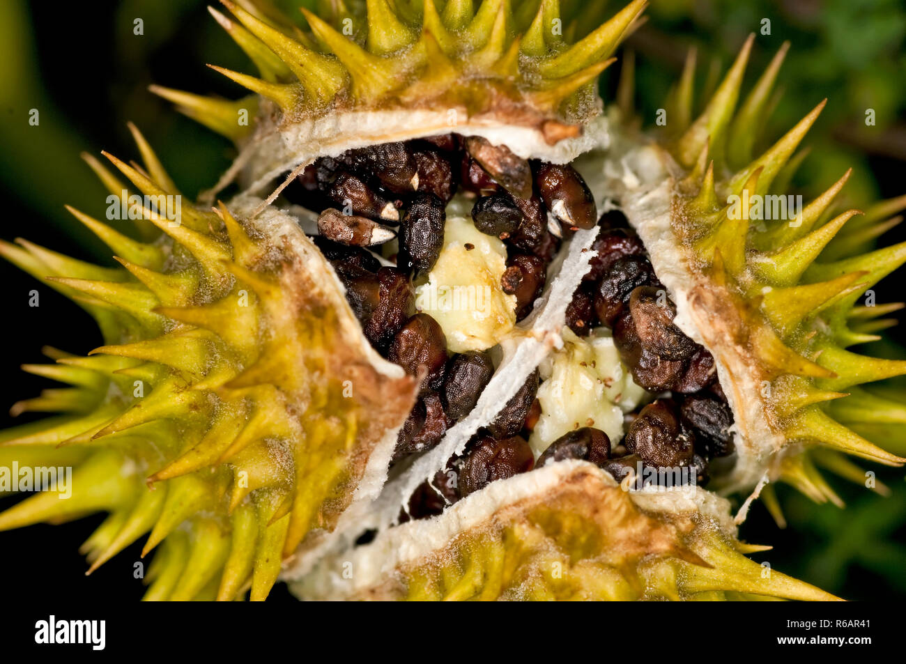 Thornapple High Resolution Stock Photography and Images - Alamy