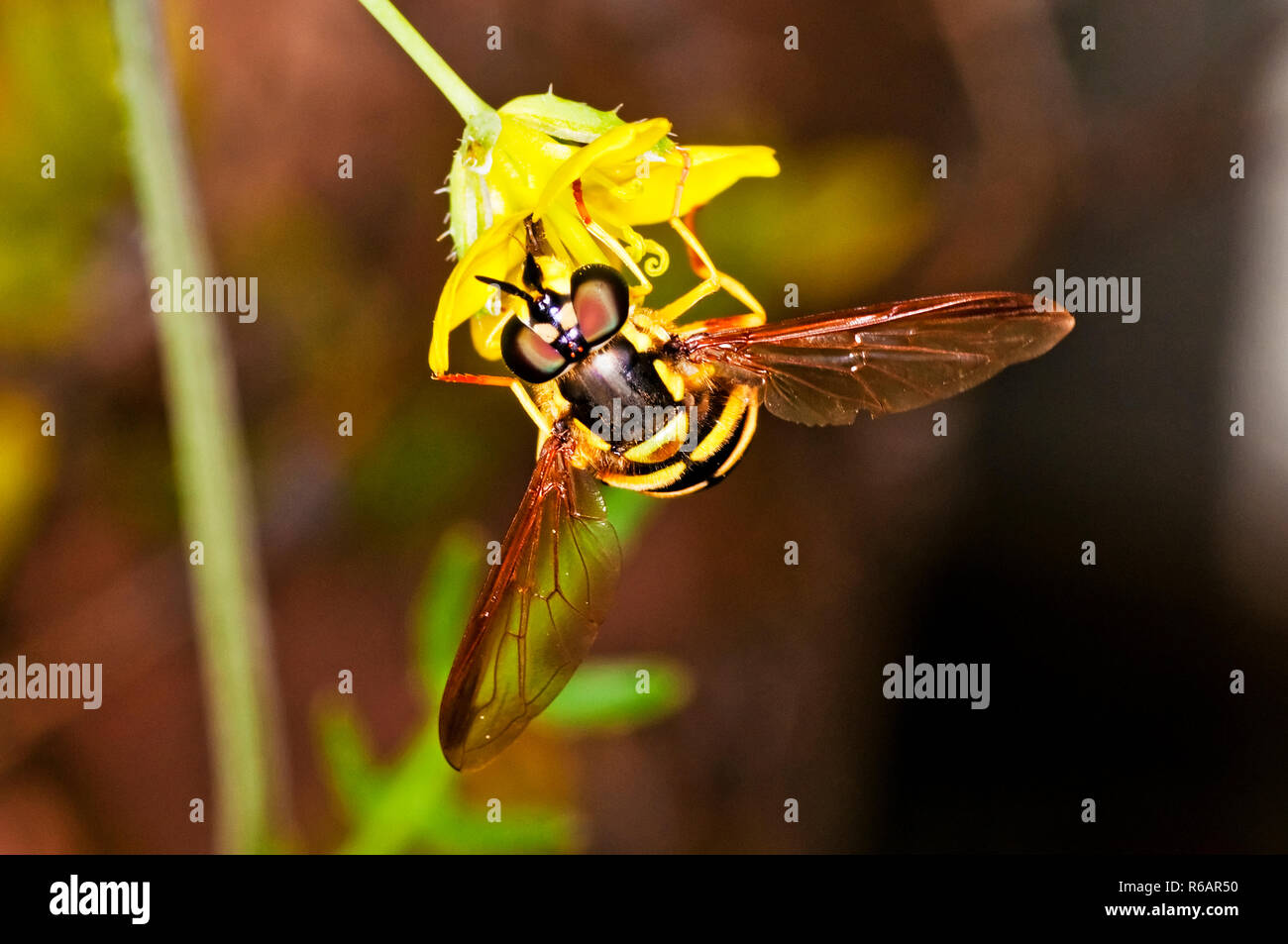 Hoverfly spec hi-res stock photography and images - Alamy