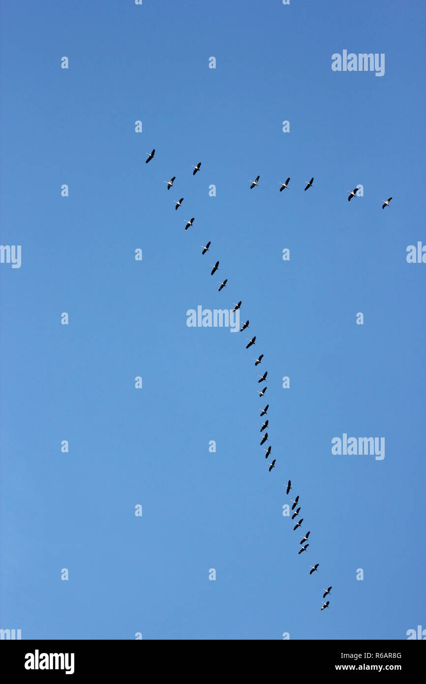 migratory bird formation sky high format Stock Photo - Alamy