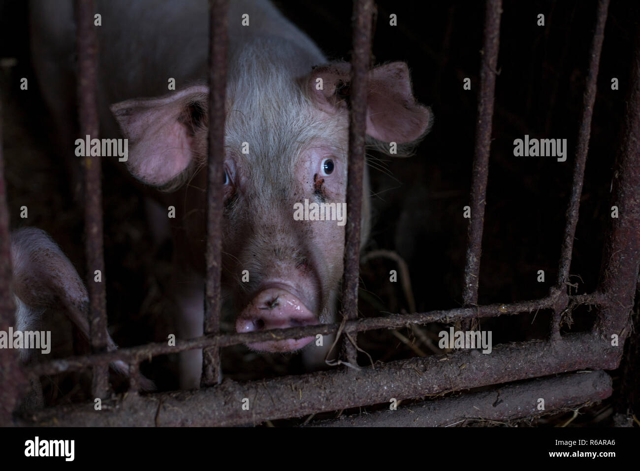 Overview of pig breeding farms. pigsty, pig farm Stock Photo - Alamy