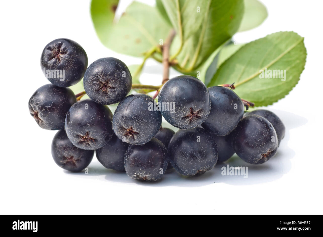 Black chokeberry aronia melanocarpa hi-res stock photography and images ...