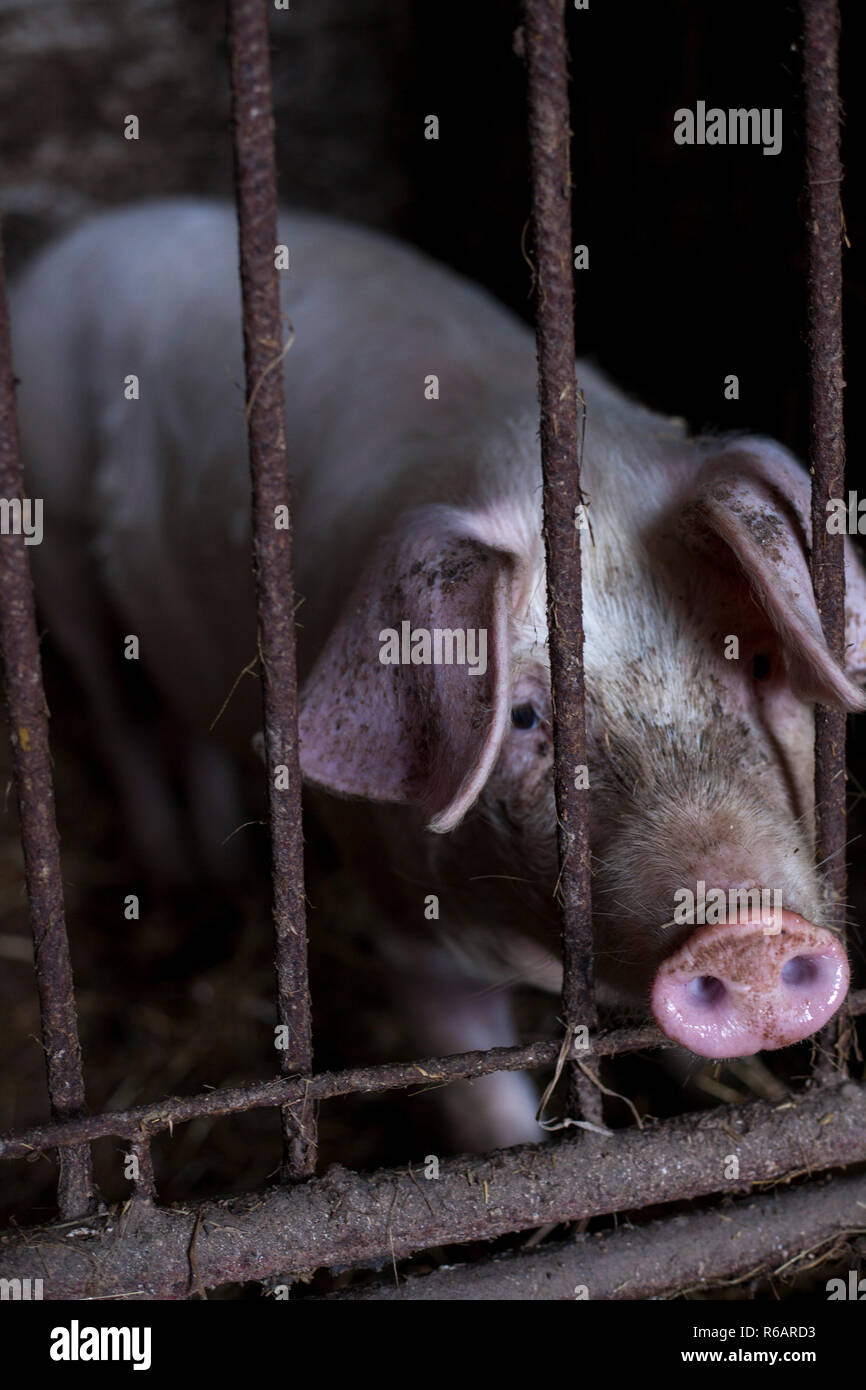 Overview of pig breeding farms. pigsty, pig farm Stock Photo - Alamy