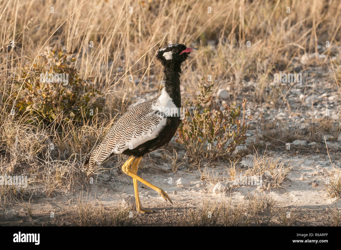 Northern korhaan hi-res stock photography and images - Alamy