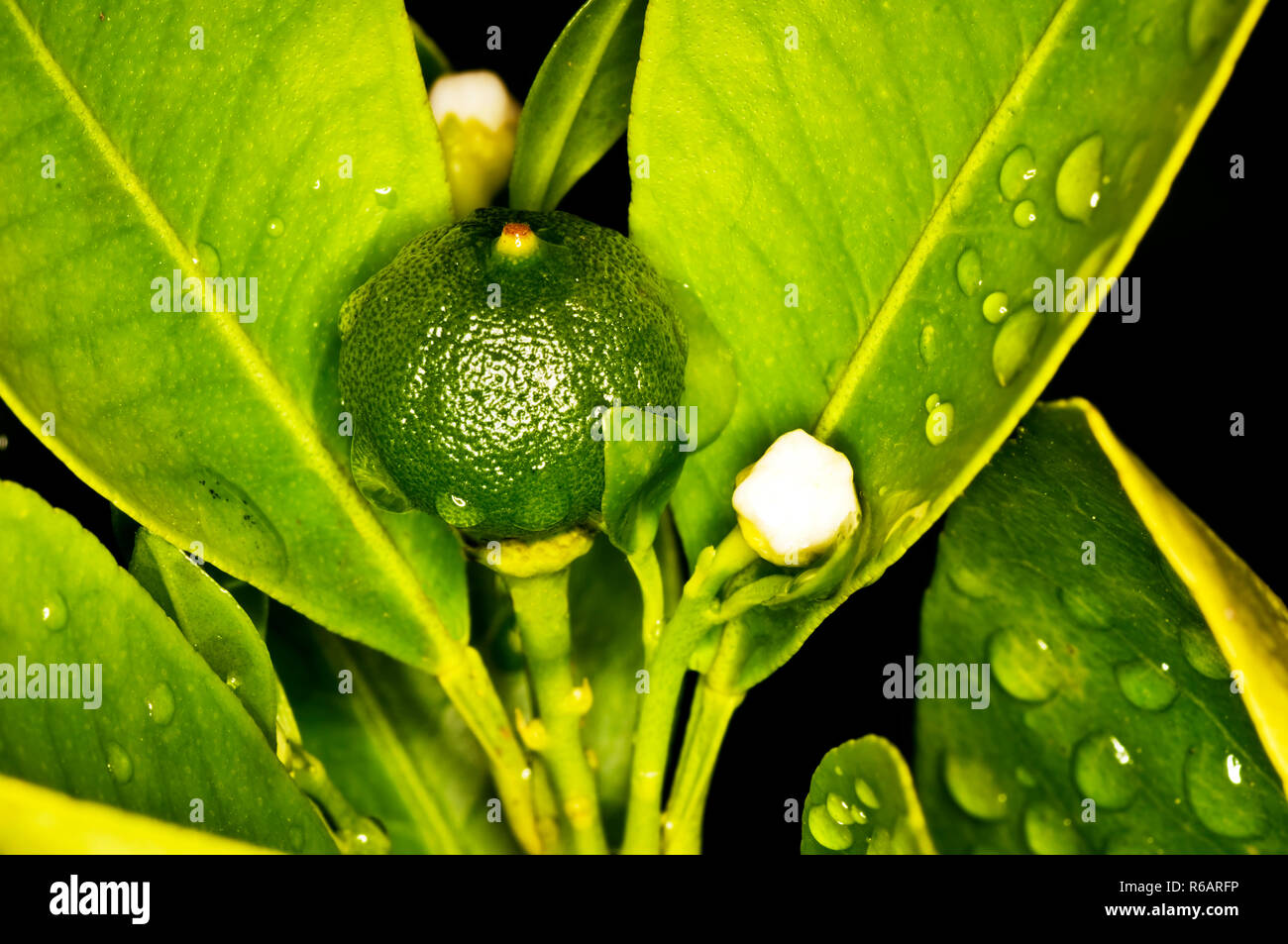 Calamondin bush hi-res stock photography and images - Alamy