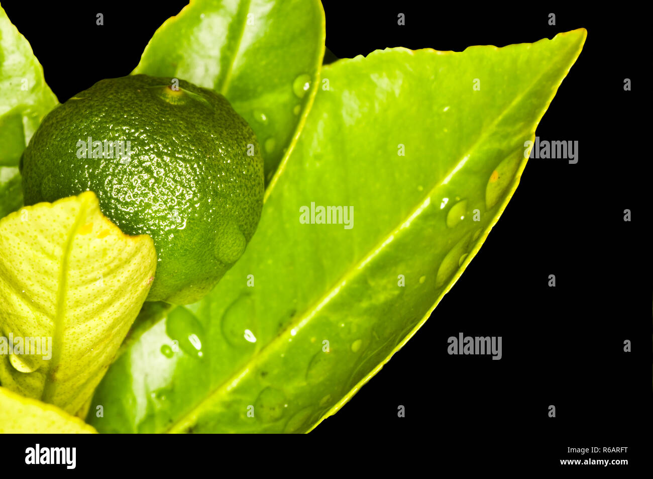 Calamondin bush hi-res stock photography and images - Alamy