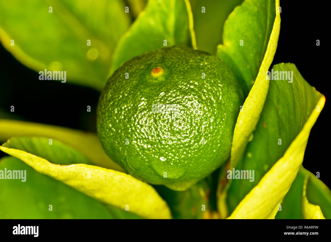 Calamondin bush hi-res stock photography and images - Alamy