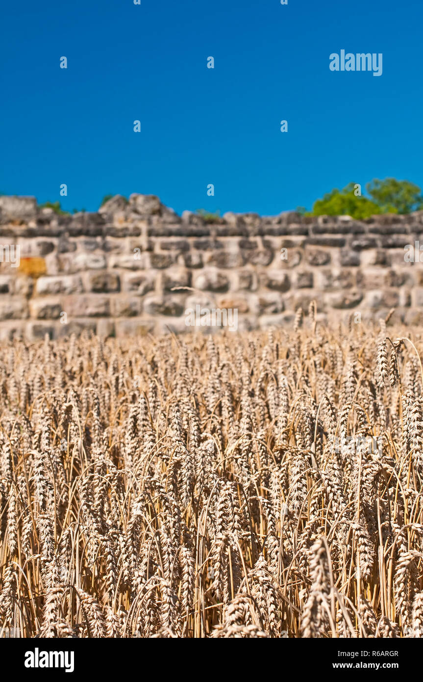 Wheat With An Old Historic Wall In The Background Stock Photo - Alamy