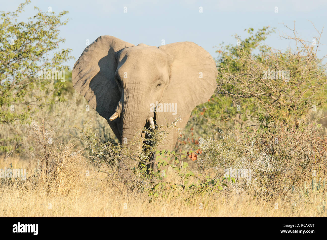 Big male elephant Stock Photo - Alamy