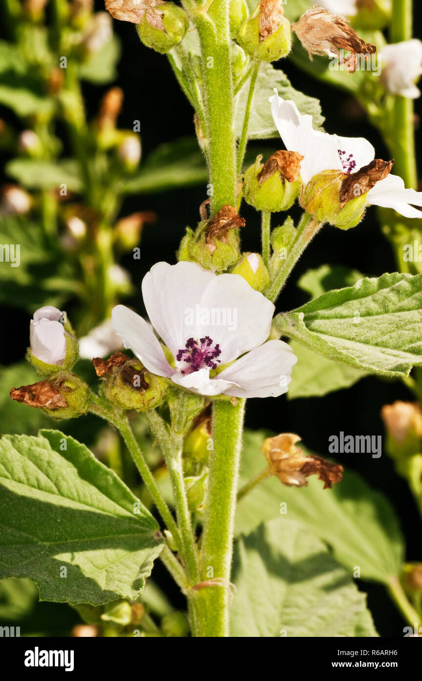 Medicinal Plant Marsh Mallow Stock Photo - Alamy