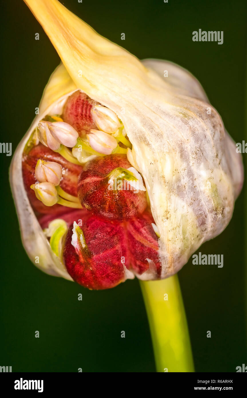 Bulbil Of Garlic Stock Photo - Alamy