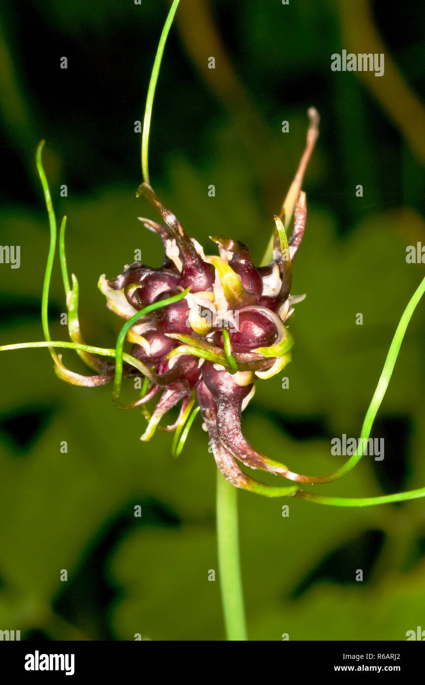 Bulbil Of Garlic Stock Photo - Alamy