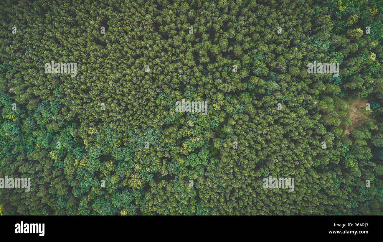 Forest from above wallpaper hi-res stock photography and images - Alamy