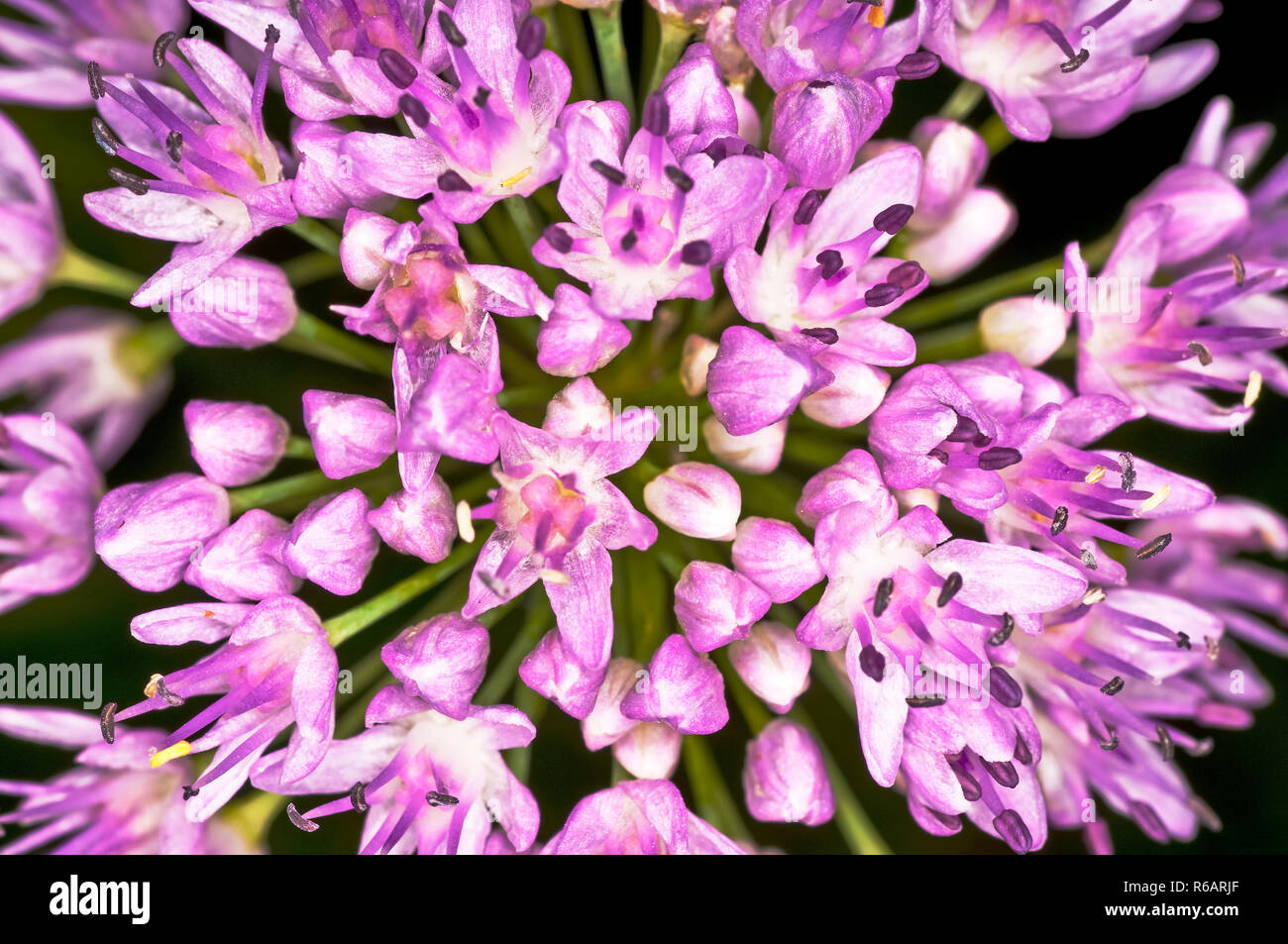 Chinese chive allium tuberosum hi-res stock photography and images - Alamy