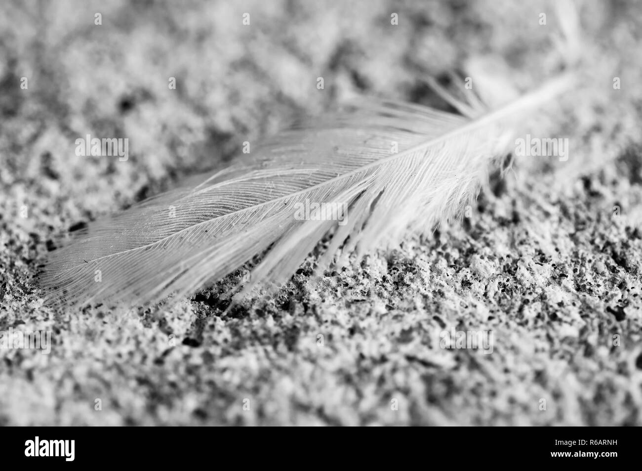 Fine feather Black and White Stock Photos & Images - Alamy