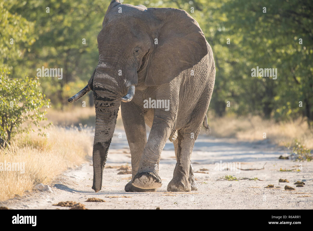 Big male elephant Stock Photo - Alamy