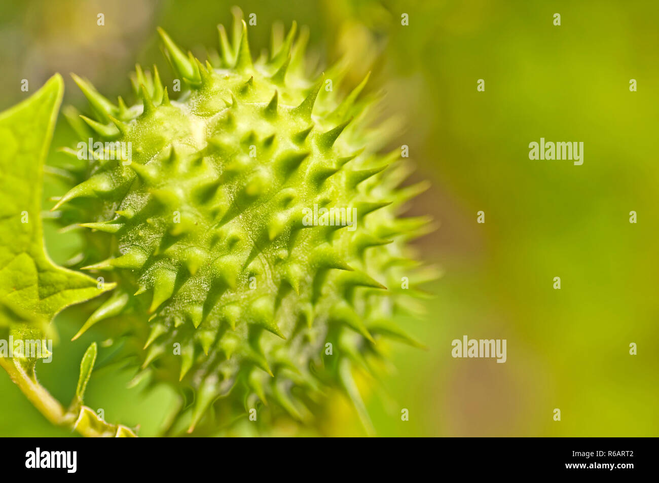 Thornapple High Resolution Stock Photography and Images - Alamy