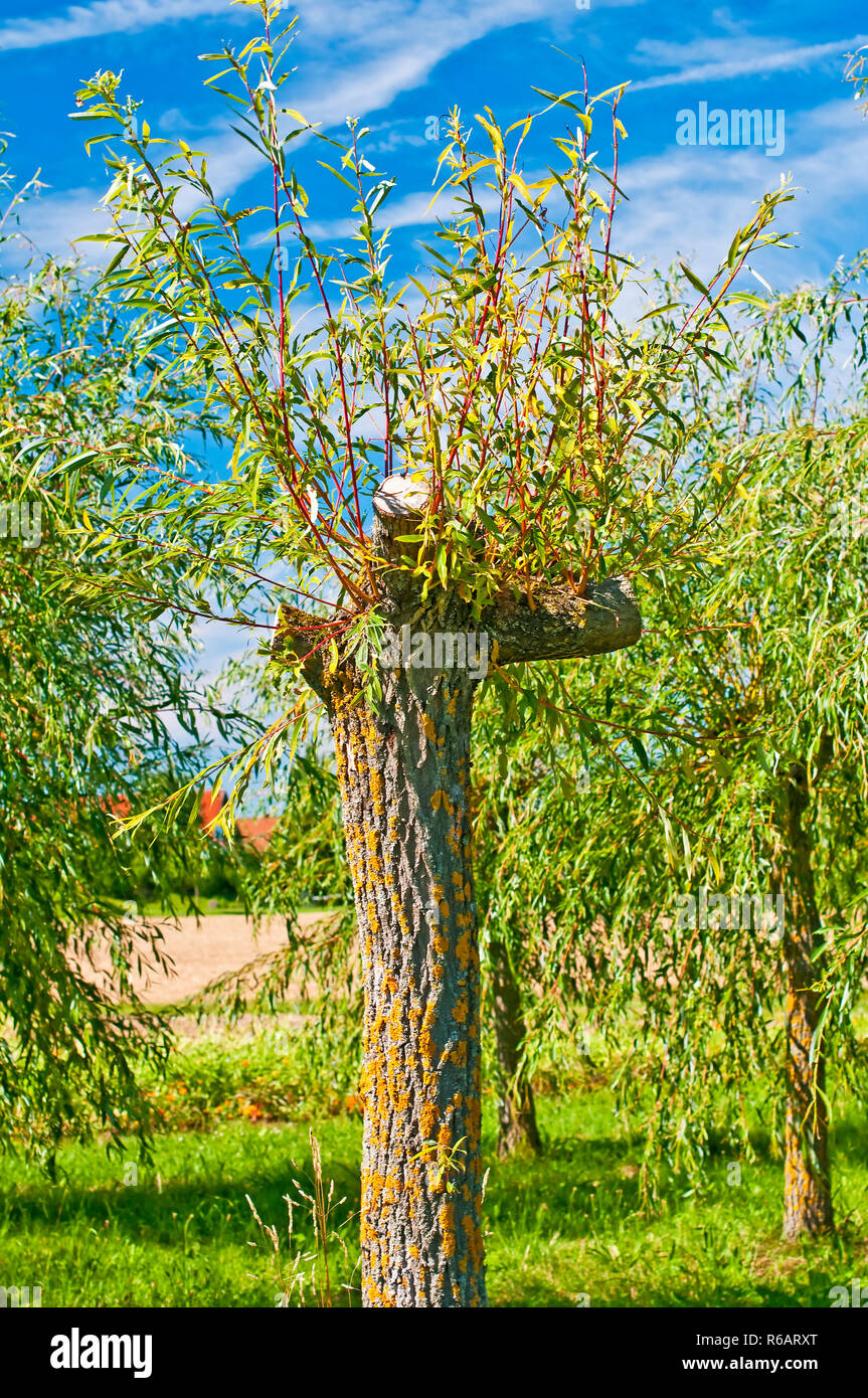 Pollarded tree garden hi-res stock photography and images - Alamy