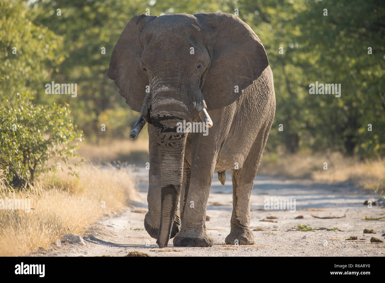 Big male elephant Stock Photo - Alamy