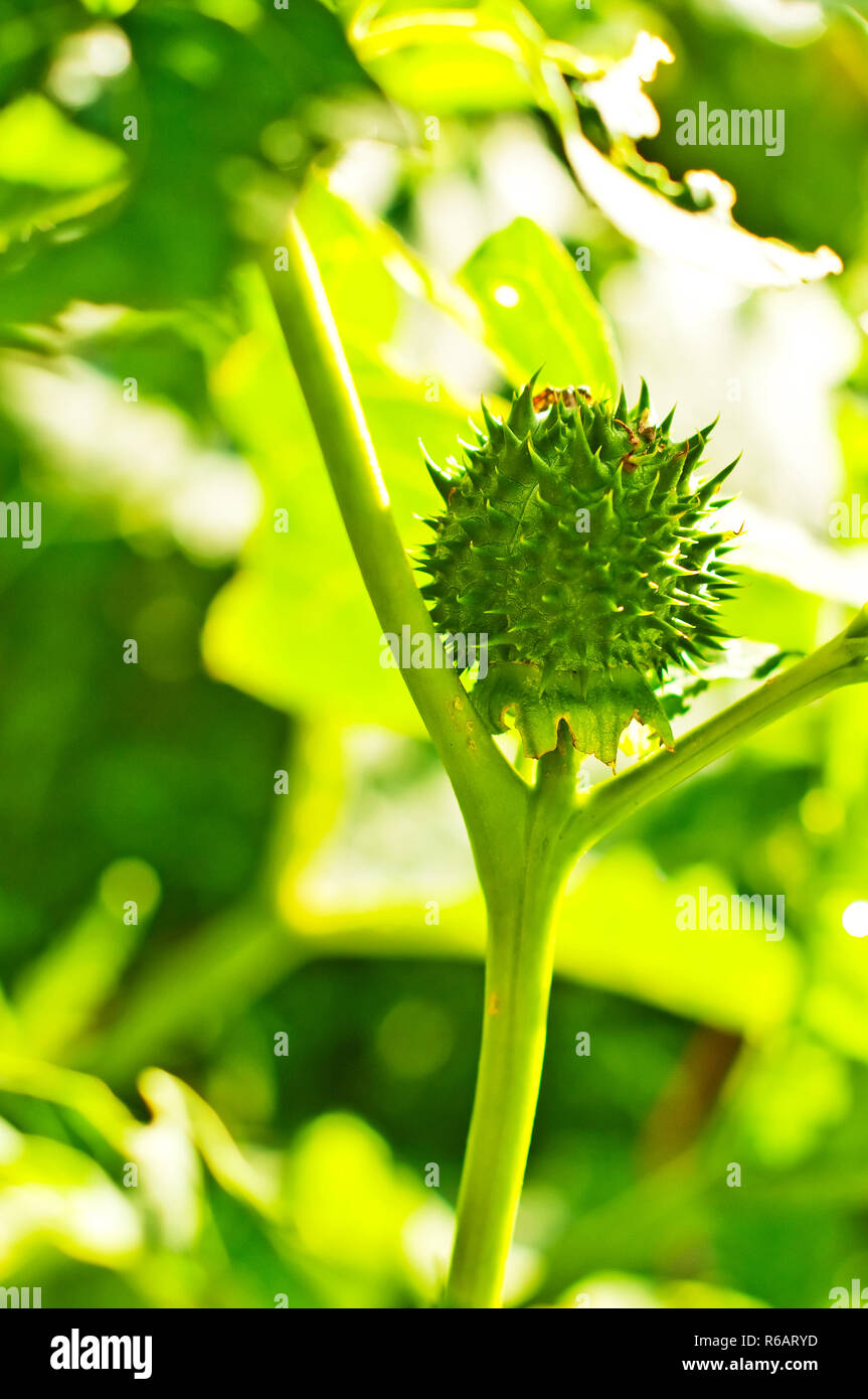 Blue devil weed hi-res stock photography and images - Alamy